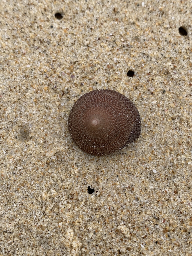 Clanculus maugeri from Urunga, NSW, AU on November 13, 2023 at 03:57 PM ...