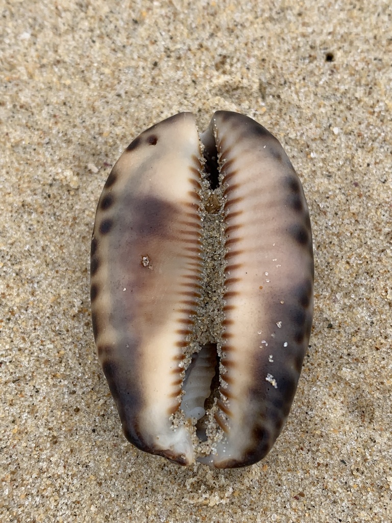 Arabian Cowry from Urunga, NSW, AU on November 13, 2023 at 03:57 PM by ...