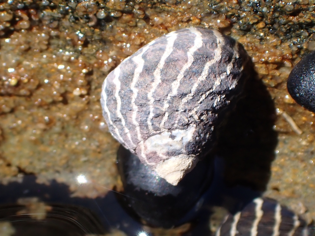 Zebra Top Snail from Eurobodalla, NSW, Australia on November 13, 2023 ...