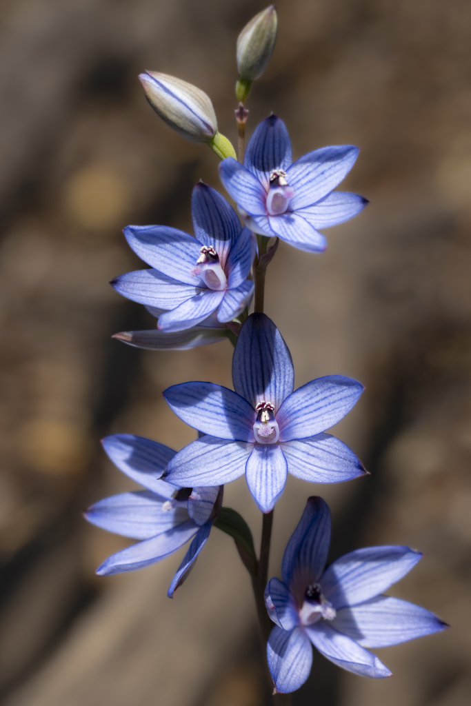 Thelymitra latiloba in October 2023 by Clarissa Human · iNaturalist