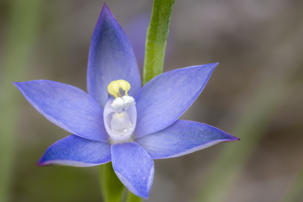 coastal granite sun orchid in September 2023 by Clarissa Human ...