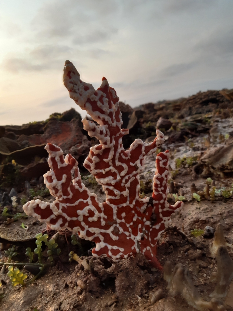 Sponges from Port Hedland, WA, Australia on October 31, 2023 at 06:11 ...