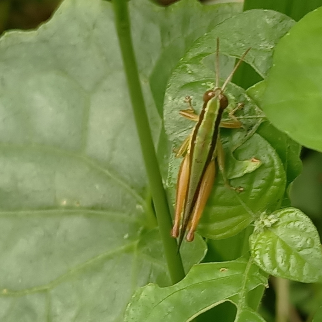 Oxya intricata from PCN - Lornie Nature Corridor on November 13, 2023 ...