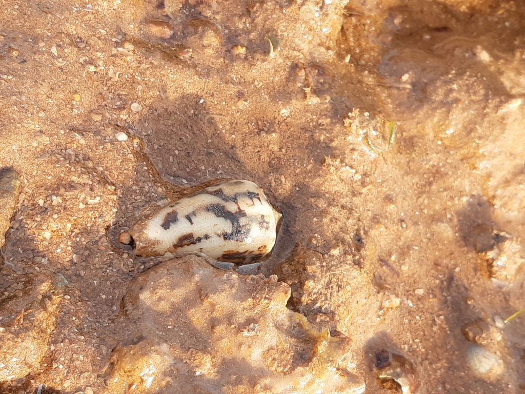 Queen Victoria Cone from Port Hedland WA 6721, Australia on October 31 ...