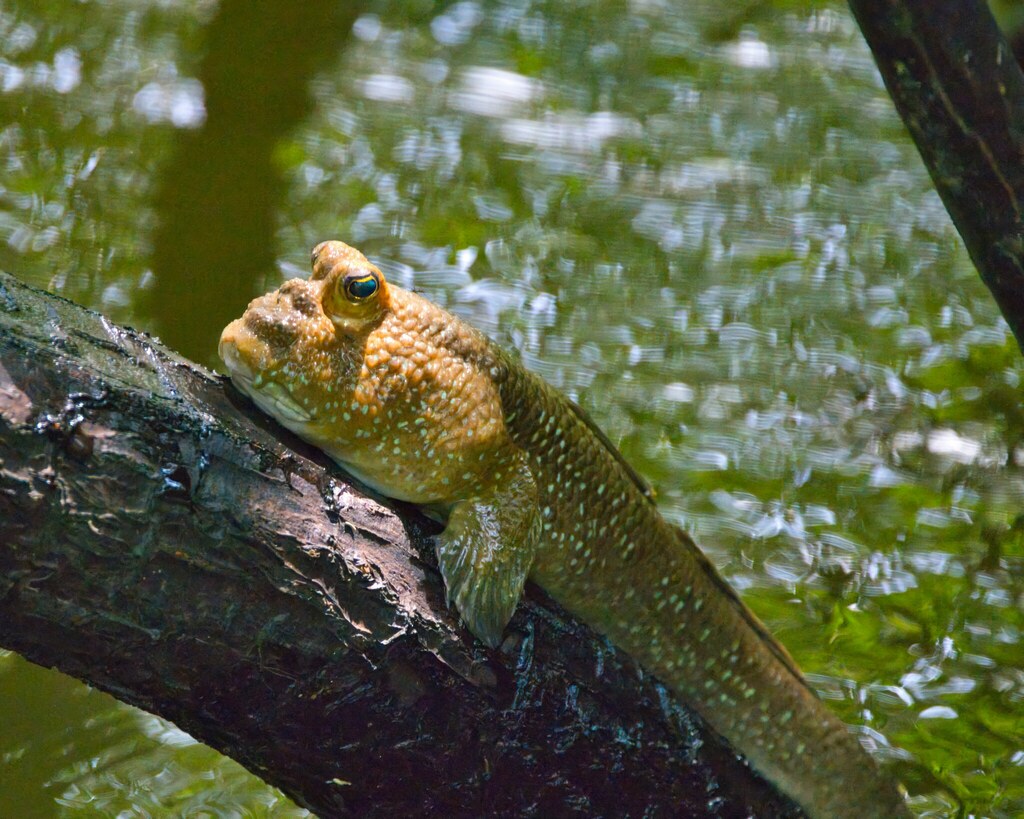 Giant Mudskipper (Periophthalmodon schlosseri) - Marine Life Identification