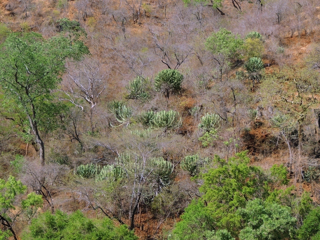 Candelabra Naboom from Chewore Safari Area, Zimbabwe on November 4 ...