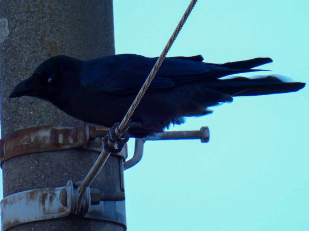 Large-billed Crow from Takatsu Ward, Kawasaki, Kanagawa, Japan on ...