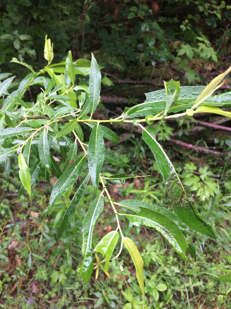 heart-leaved willow (Willows of Southern Ontario (Common Species ...