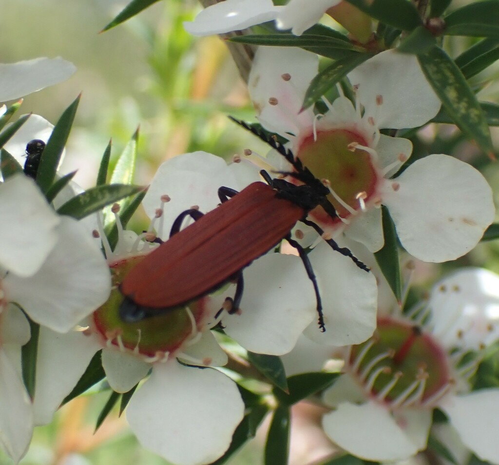 Long-nosed Lycid Beetle from Tyabb Foreshore Reserve on November 13 ...
