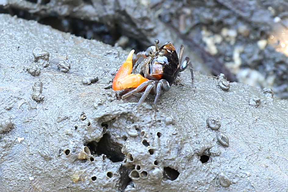 Compressed Fiddler Crab from Brisbane QLD, Australia on November 12 ...