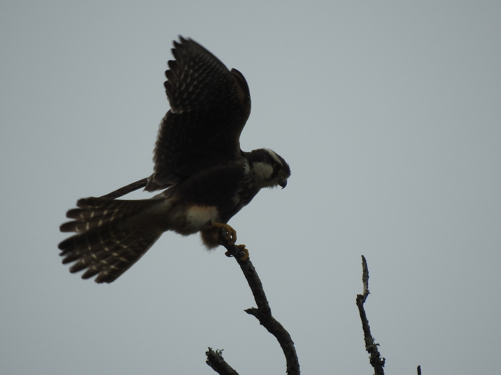 Aplomado Falcon from Departamento de Treinta y Tres, Uruguay on October ...
