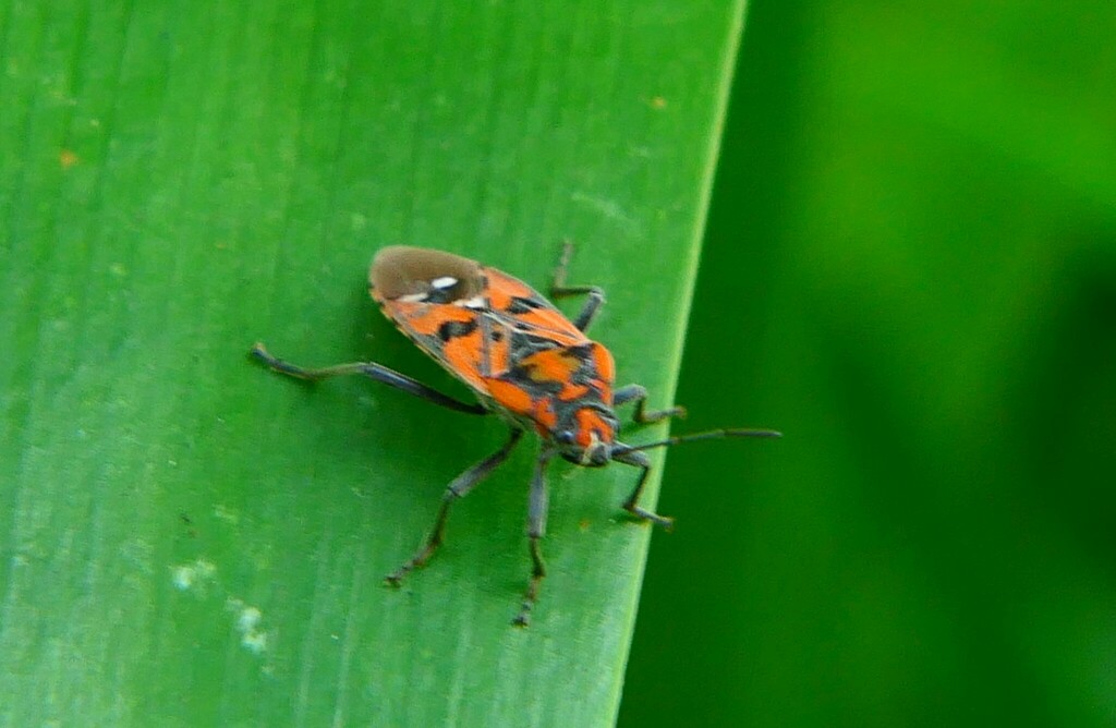 Spilostethus pandurus from São Gonçalo, Portugal on September 18, 2023 ...