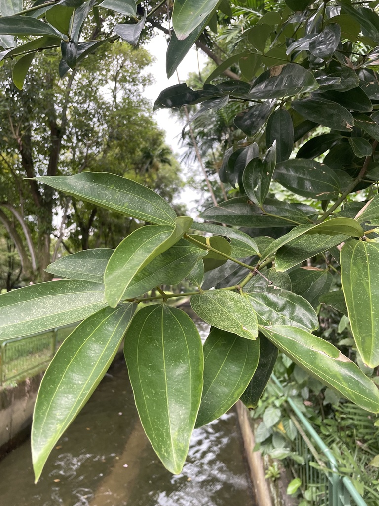 Wild Cinnamon from West Coast Park, SG on November 5, 2023 at 04:31 PM ...
