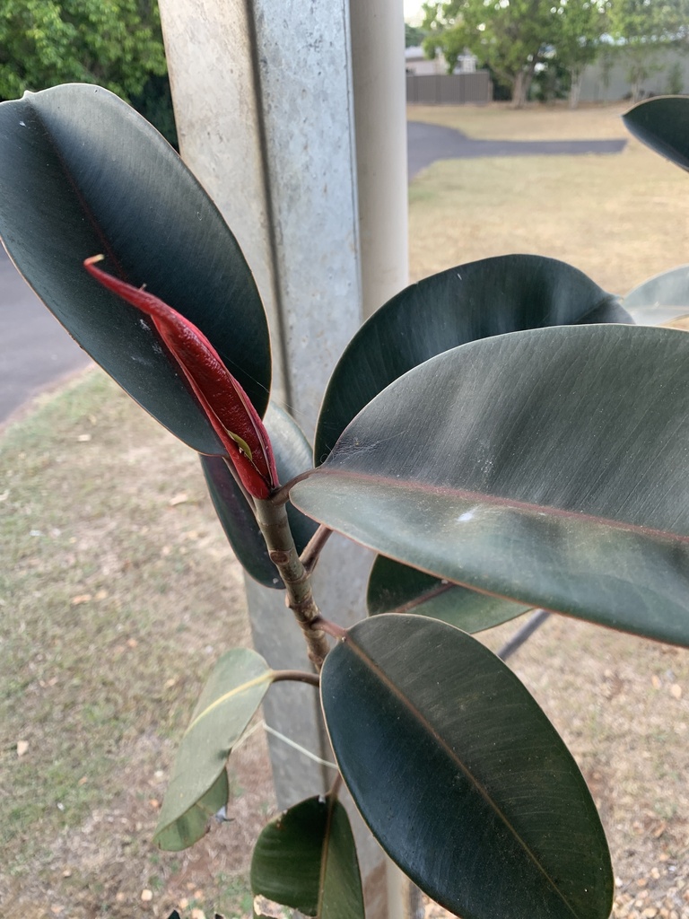 rubber plant from Hastie St, Tolga, QLD, AU on November 13, 2023 at 05: ...