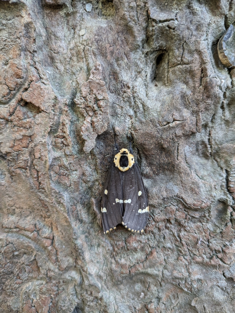 Lymantria semicincta from Dogadda Range, Uttarakhand 244715, India on ...