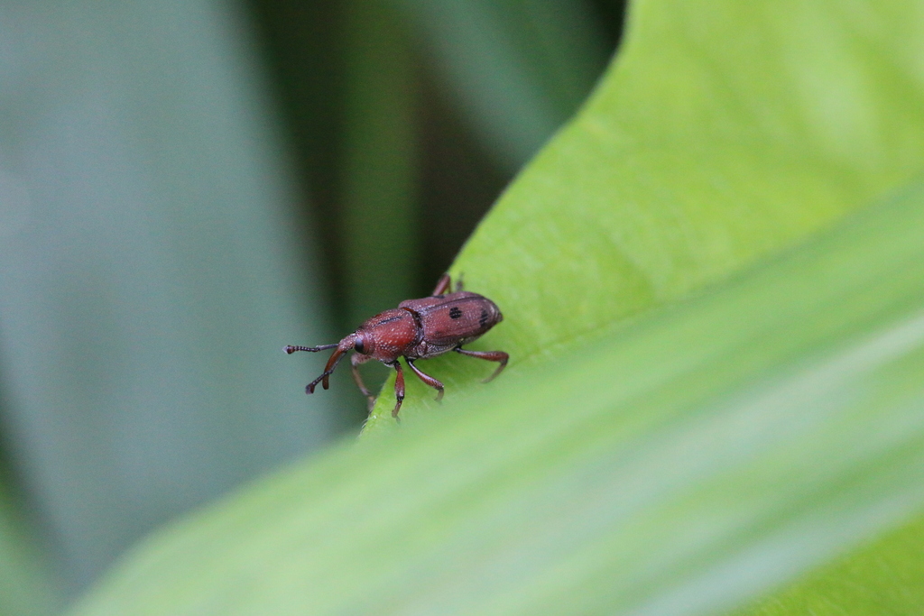 Aplotes roelofsi from 日本、神奈川県相模原市緑区 on June 18, 2016 at 10:03 AM by ...