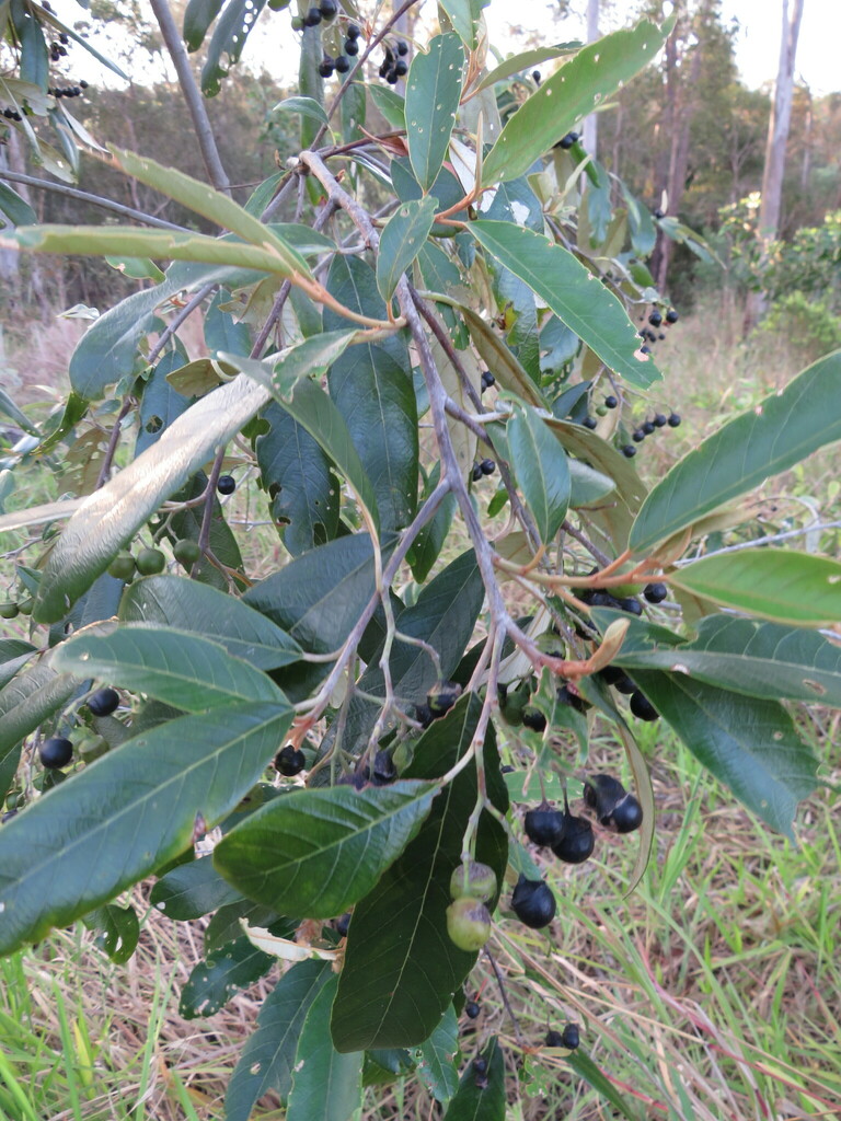 Red Ash from Brisbane QLD, Australia on November 13, 2023 at 05:32 PM ...