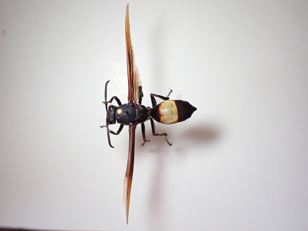 Banded Paper Wasp from Queenstown, Singapore on September 13, 2023 at ...