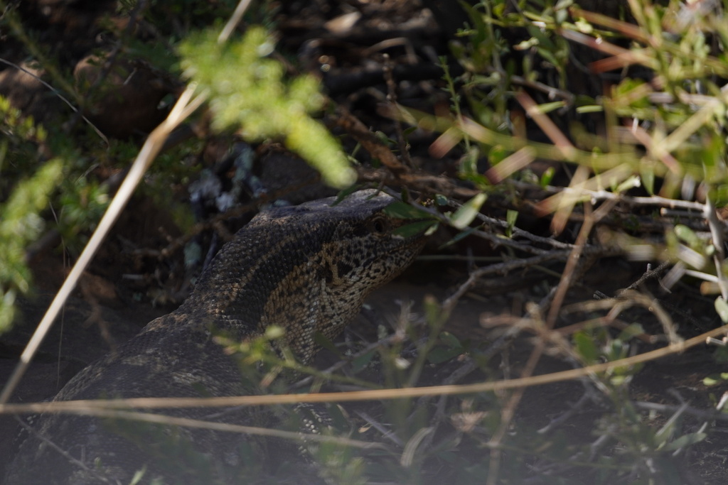 White-throated monitor from Chris Hani District Municipality, South ...