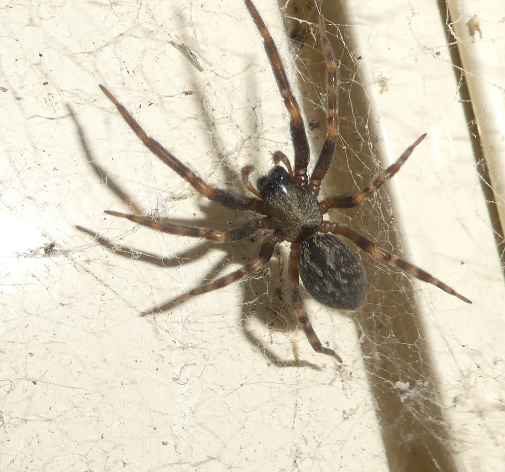 House Spiders from Melbourne VIC, Australia on November 10, 2023 at 08: ...