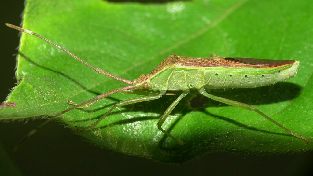 Homoeocerus relatus from BNHS CEC on November 1, 2023 at 09:20 AM by ...