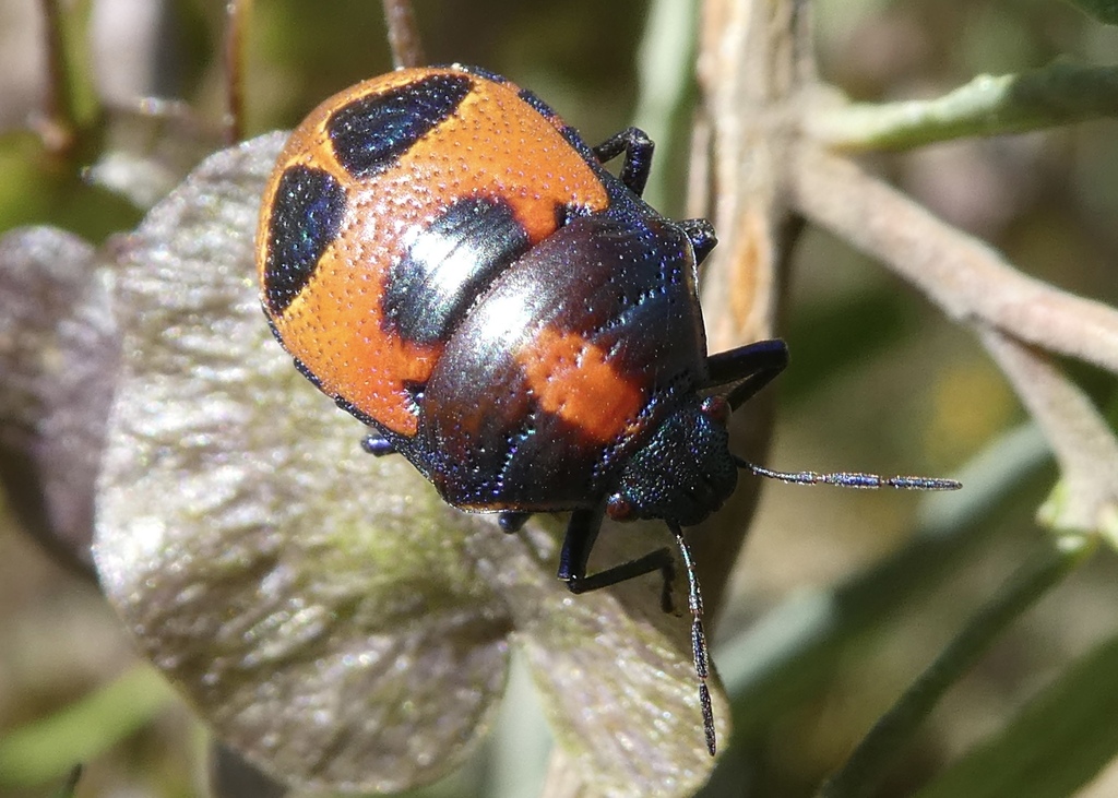 Red Jewel Bug from Yea VIC 3717, Australia on November 12, 2023 at 02: ...