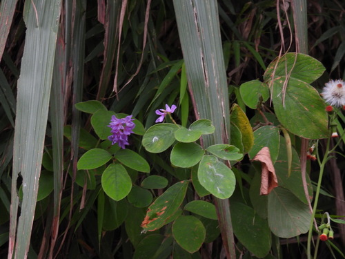 Genus Ototropis · iNaturalist