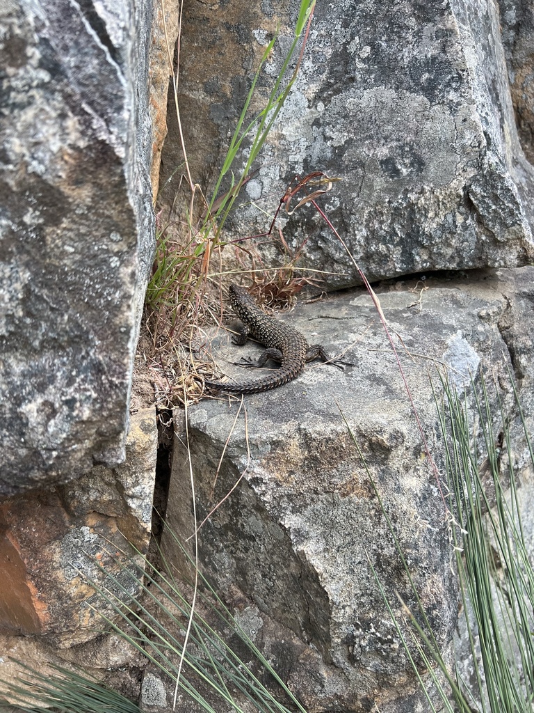 Cunningham's Skink in November 2023 by Sam Gordon · iNaturalist