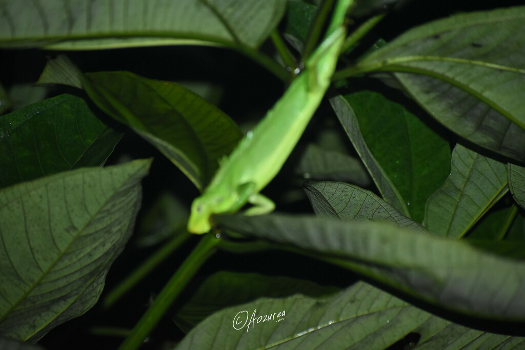 Great Crested Canopy Lizard from Tapos I, Kec. Tenjolaya, Kabupaten ...