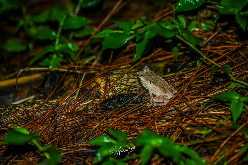 Javan Horned Frog from Tapos I, Kec. Tenjolaya, Kabupaten Bogor, Jawa ...