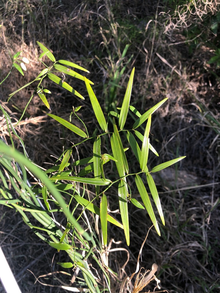 Climbing Lily from Croom NSW 2527, Australia on November 12, 2023 at 05 ...
