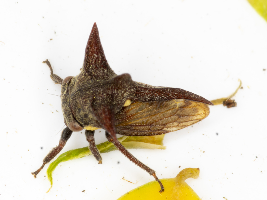 Tri-horned treehopper from Won Wron VIC 3971, Australia on December 29 ...
