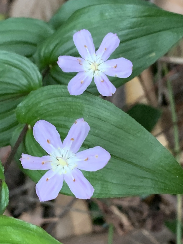 kreysigia from Middle Brother National Park, Middle Brother, NSW, AU on ...