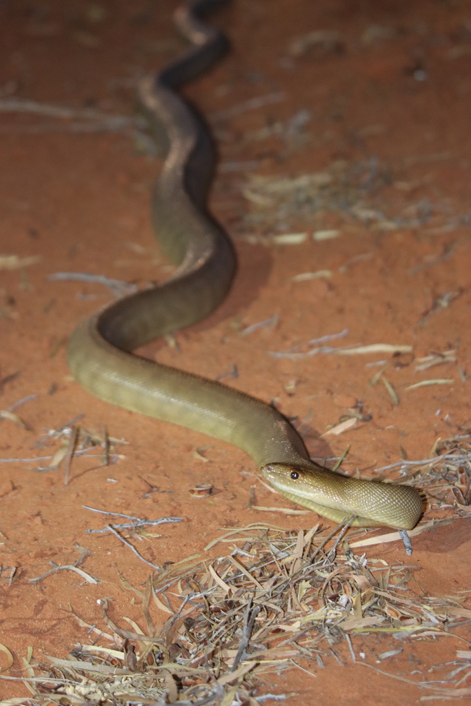 Woma Python from Lindon SA 5731, Australia on November 9, 2023 at 07:25 ...