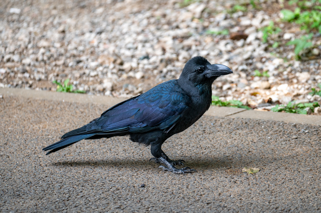Japanese Crow from Uenokoen, Taito City, Tokyo 110-0007, Japan on ...