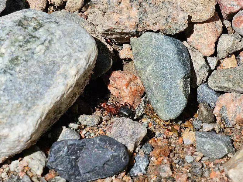 Formica sinensis from 中国青海省西宁市湟中区 on August 8, 2021 at 10:51 AM by ...