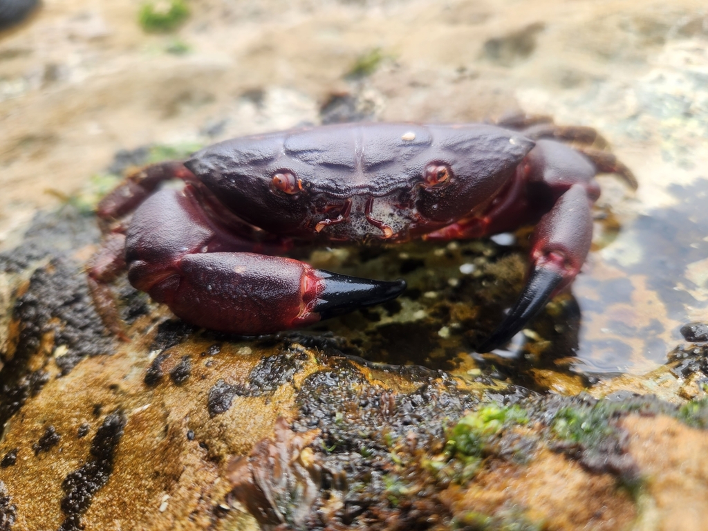 Iron crab from Toowoon Bay NSW 2261, Australia on November 12, 2023 at ...