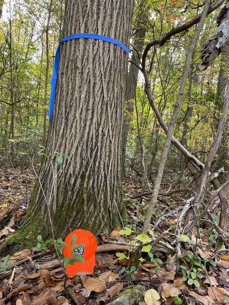 American chestnut from Empire Ridge Rd, Ridgway, PA, US on October 19 ...