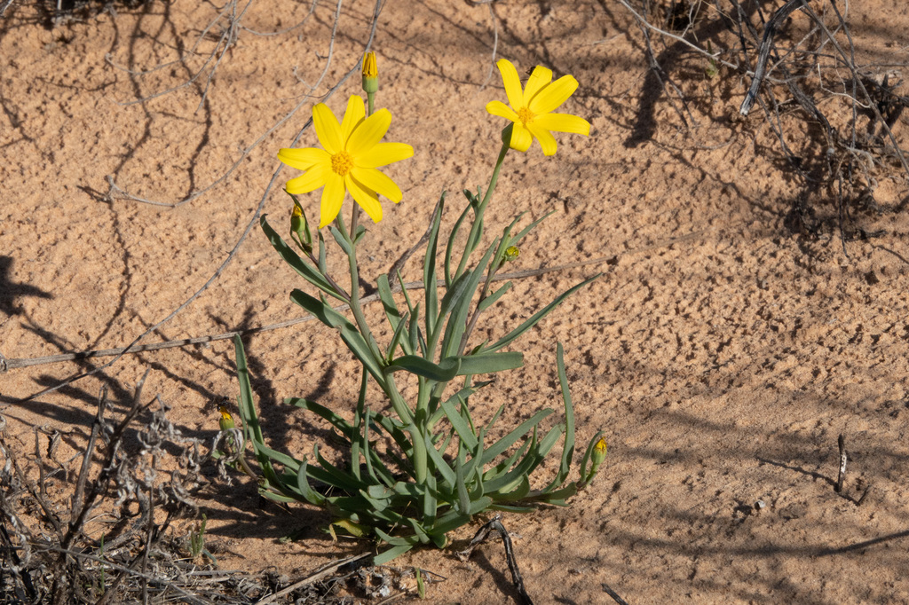 Fleshy Groundsel from Gidgealpa SA 5731, Australia on August 1, 2023 at ...