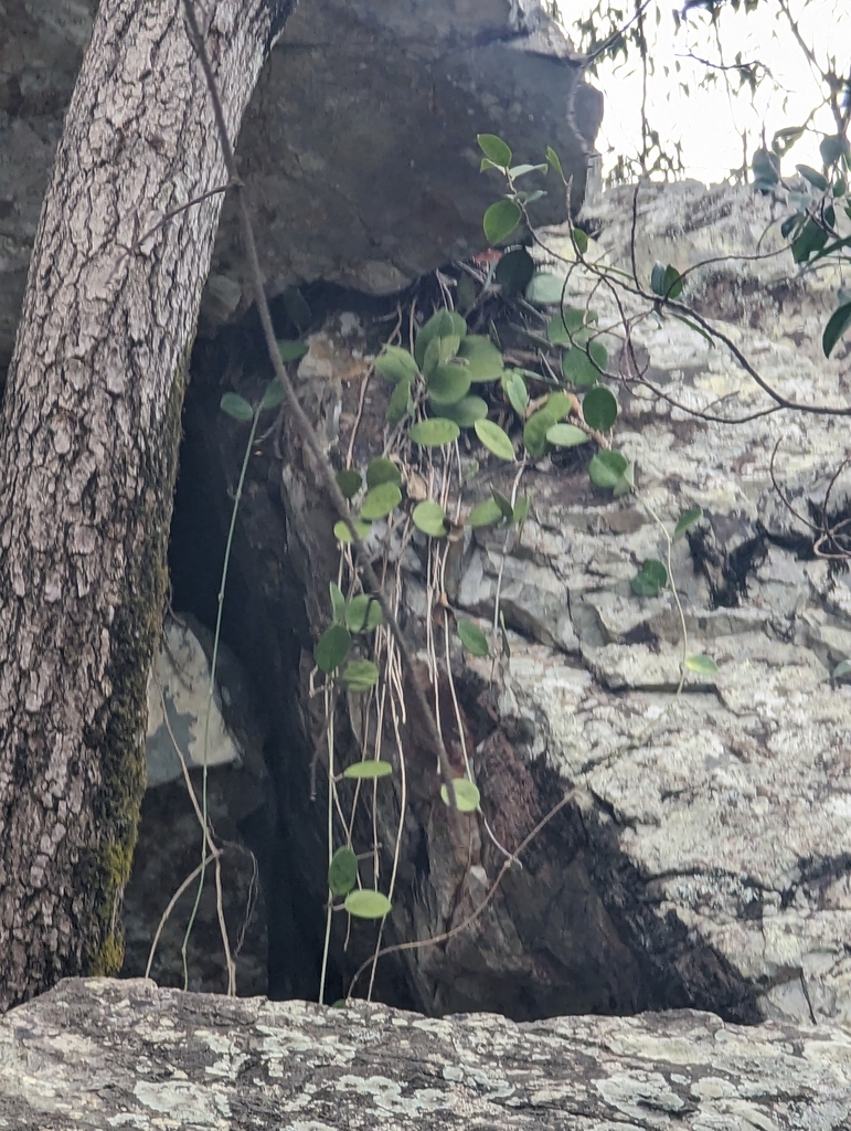 native hoya from Mulara QLD 4703, Australia on November 11, 2023 at 09: ...
