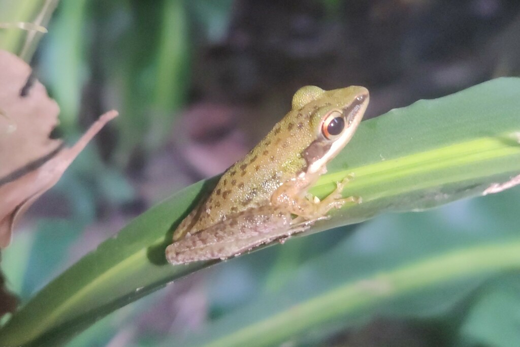 Malayan White-lipped Frog from Bukit Panjang, Singapore on November 5 ...