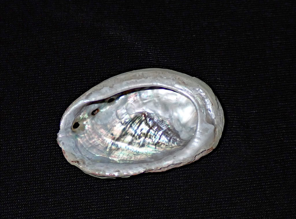 Abalones from Alor area Regency, East Nusa Tenggara, Indonesia on June ...