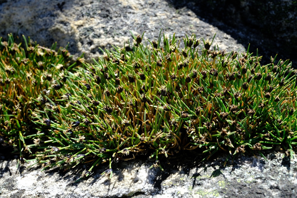 Ficinia montana from Cape Winelands District Municipality, South Africa ...
