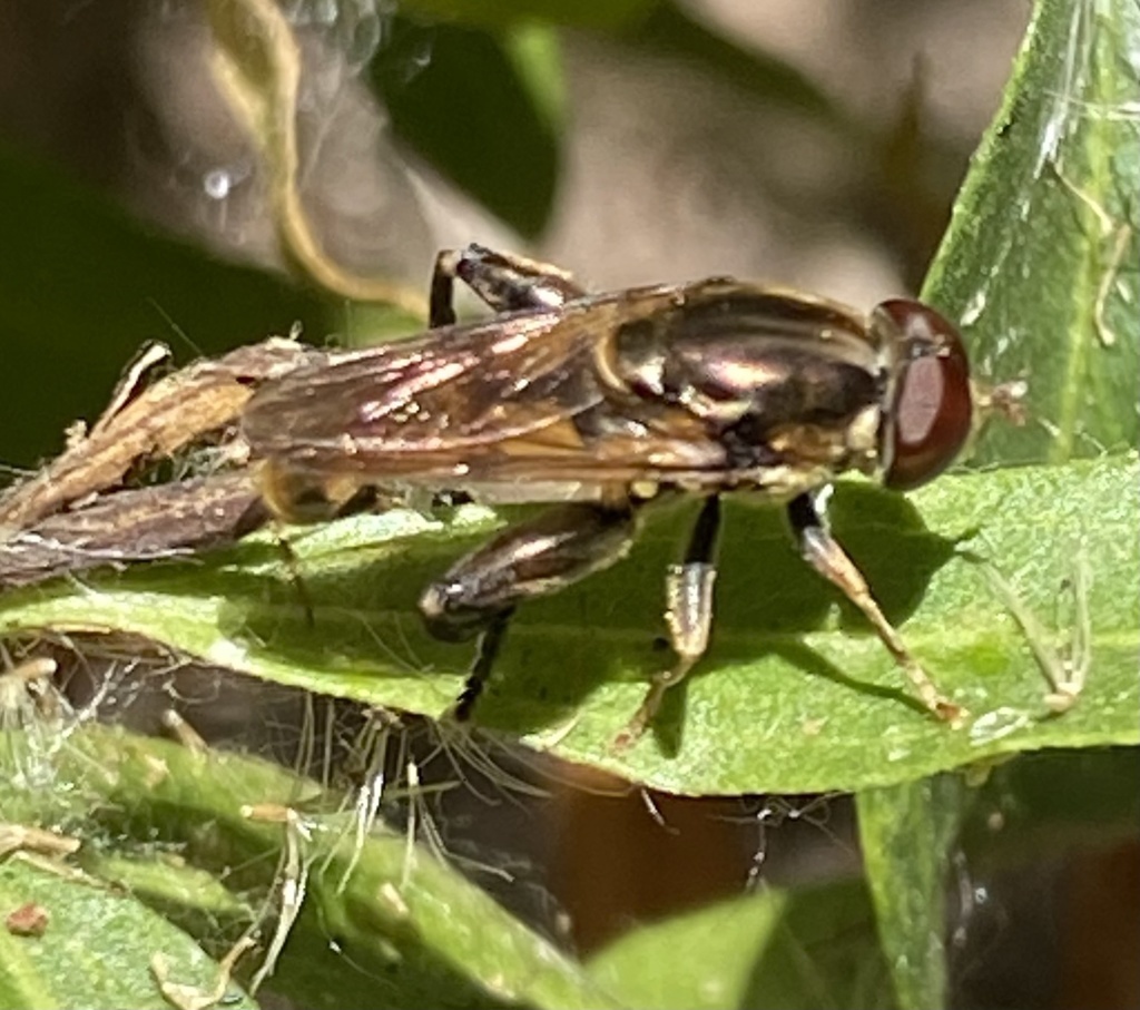 Common Thick-leg Fly from Mission Trails Regional Park, San Diego, CA ...