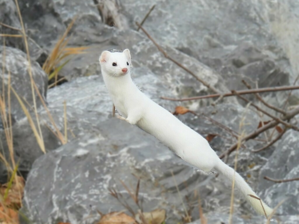 Long-tailed Weasel from Southeast Calgary, Calgary, AB, Canada on ...