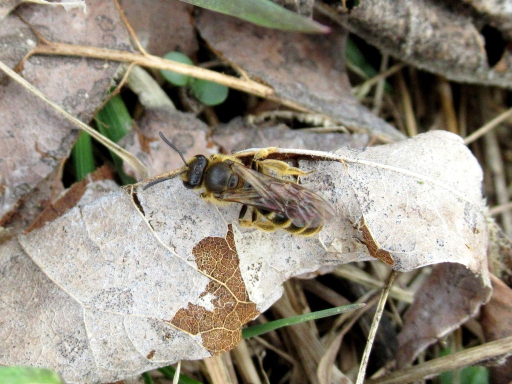 Broad-faced Furrow Bee from Жодино, Беларусь on April 8, 2023 at 02:34 ...