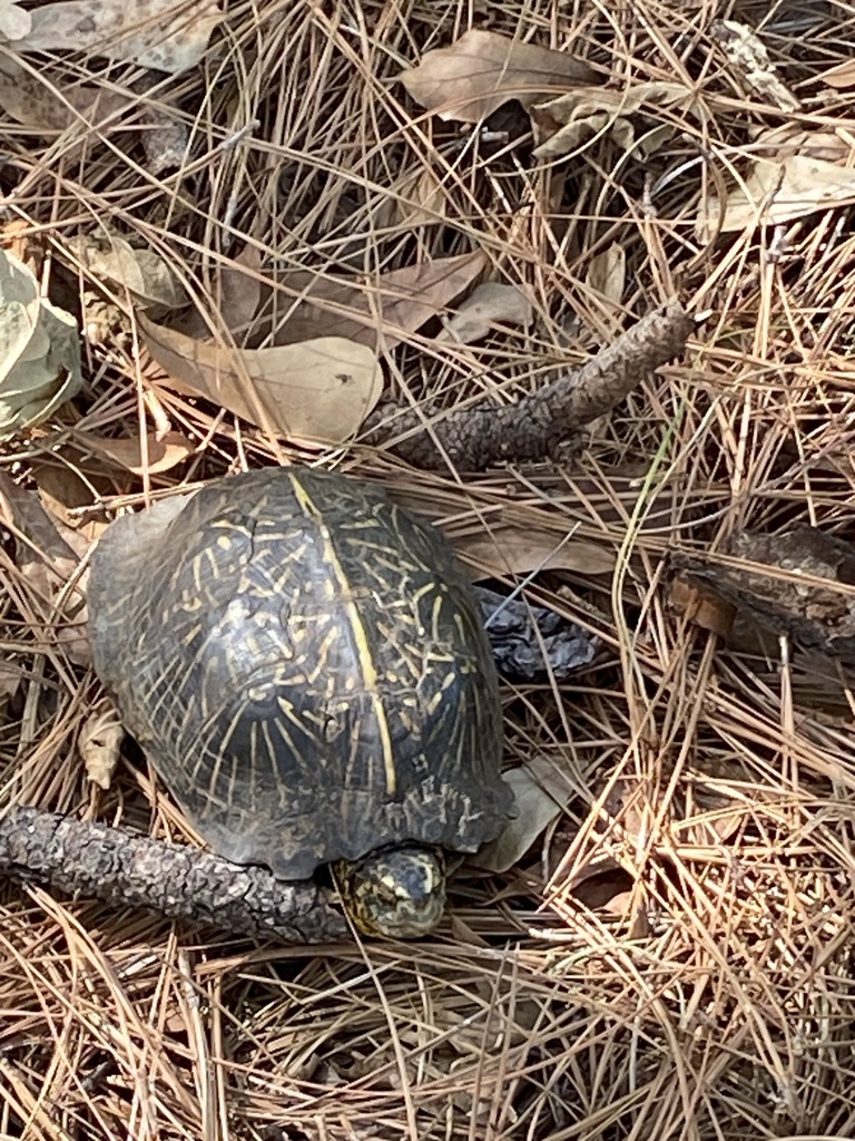 Florida Box Turtle from Silver Fern Dr, Sarasota, FL, US on November 7 ...