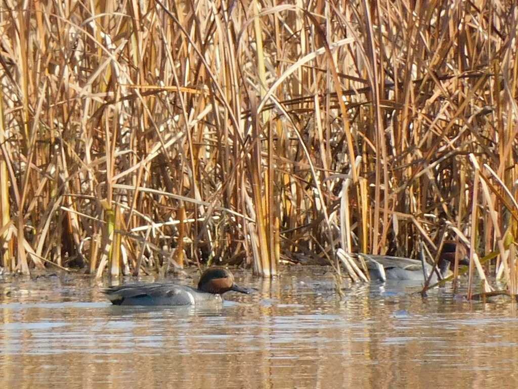 Green-winged Teal in November 2023 by mia5_ · iNaturalist