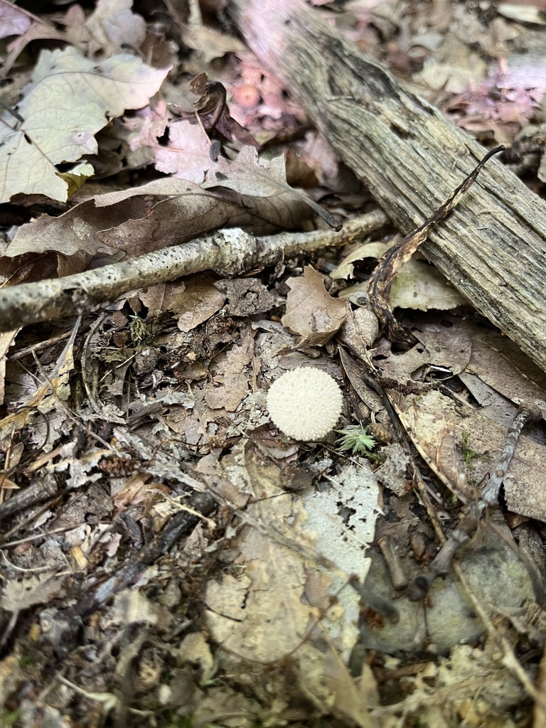 common puffball from Broome County, NY, USA on October 1, 2023 at 02:02 ...