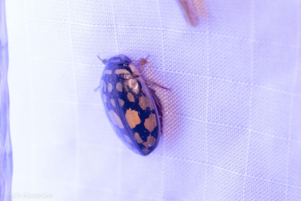 Sunburst Diving Beetle in November 2023 by Rich Kostecke · iNaturalist